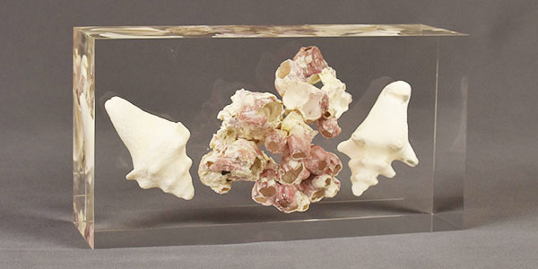 Polyester or Lucite® Acrylic Embedding | Which is best?